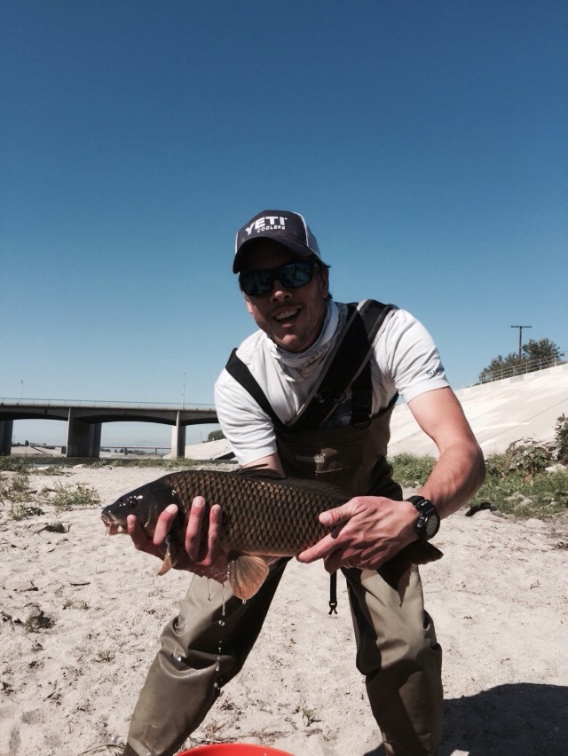 A common and a mirror netted in Long Beach fish study – lariverflyfishing